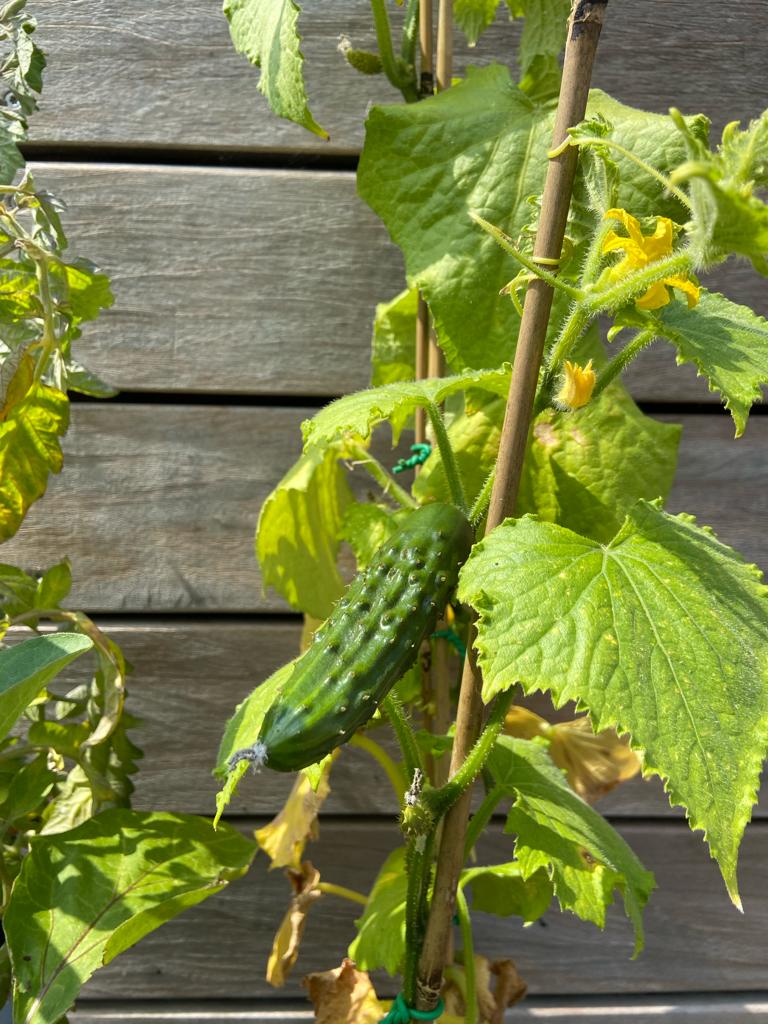 Komkommerplanten In Containers Tips Voor Het Kweken Van Komkommers