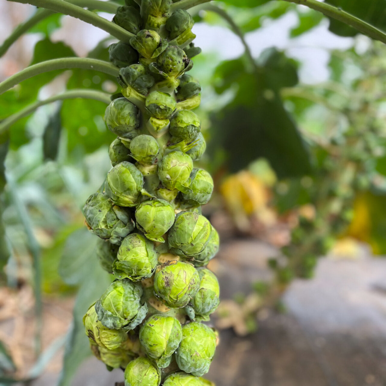 Spruitkool ‘Darkmar’ (Brassica oleracea) – biologische zaden – Feggies