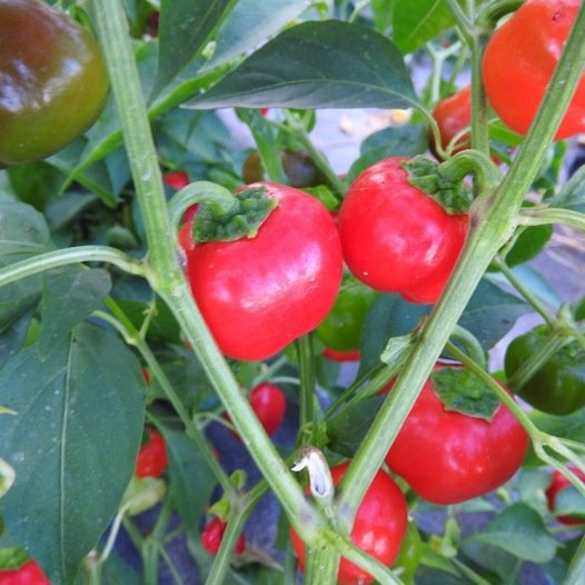 Paprika Mini Bell rood zaden biologisch – Feggies