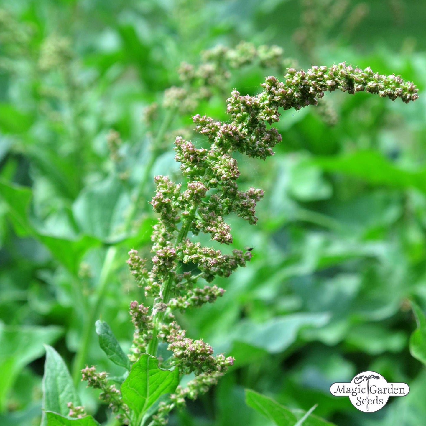 Brave Hendrik zaden Biologisch – Feggies